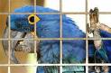 Parable: Learning from Tragedy, the Story of the Imprisoned Parrot ...