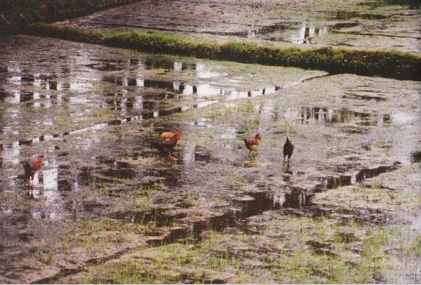 Collection: Prince Hussain Aga Khan’s "Animal Voyage" Embraces the ...