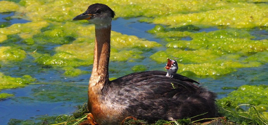 New Red-necked Grebe Family Thrives in Calgary Pond Simerg – Insights ...
