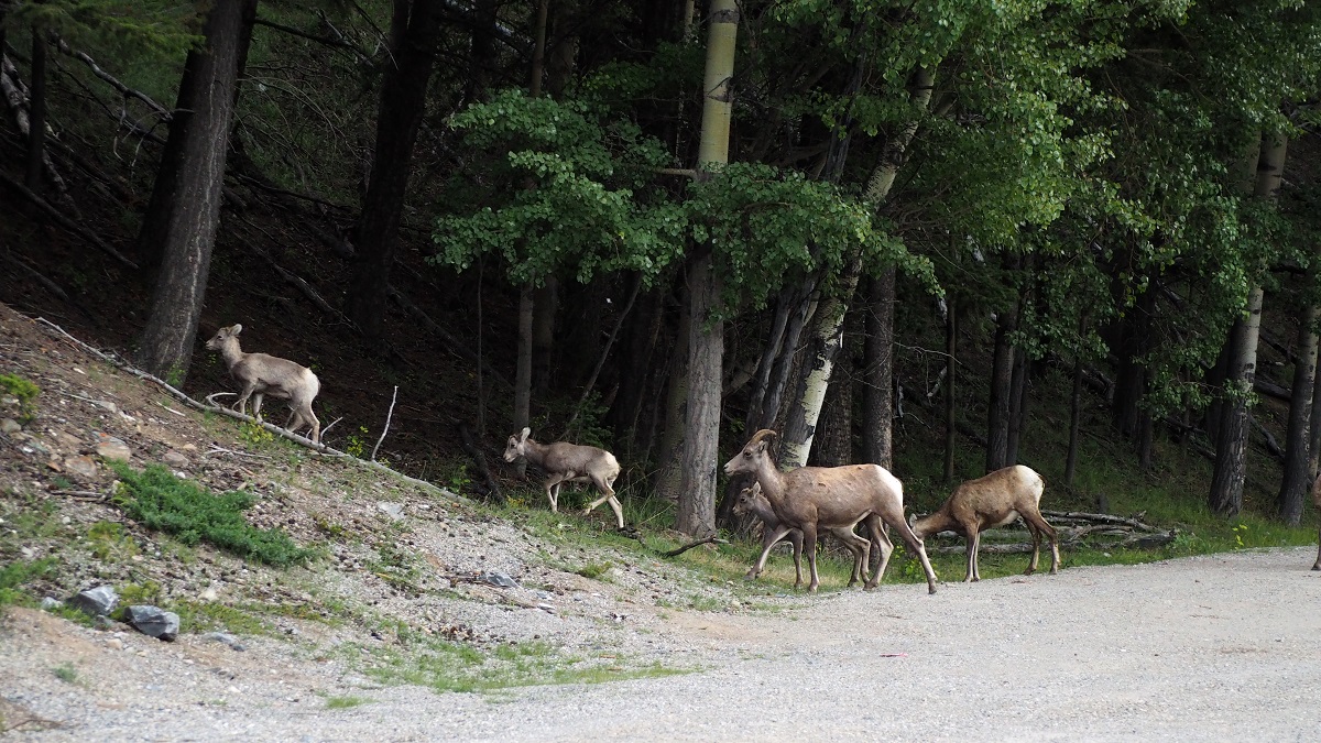 Explore Lake Minnewanka and Grassi Lakes This August Simerg – Insights ...
