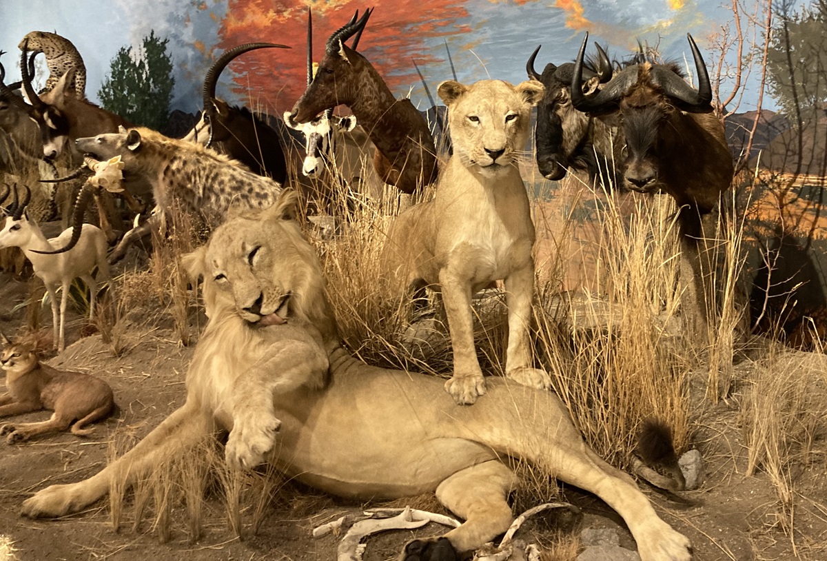 Photographs from the Stunning World of Wildlife Exhibit in Sundre ...