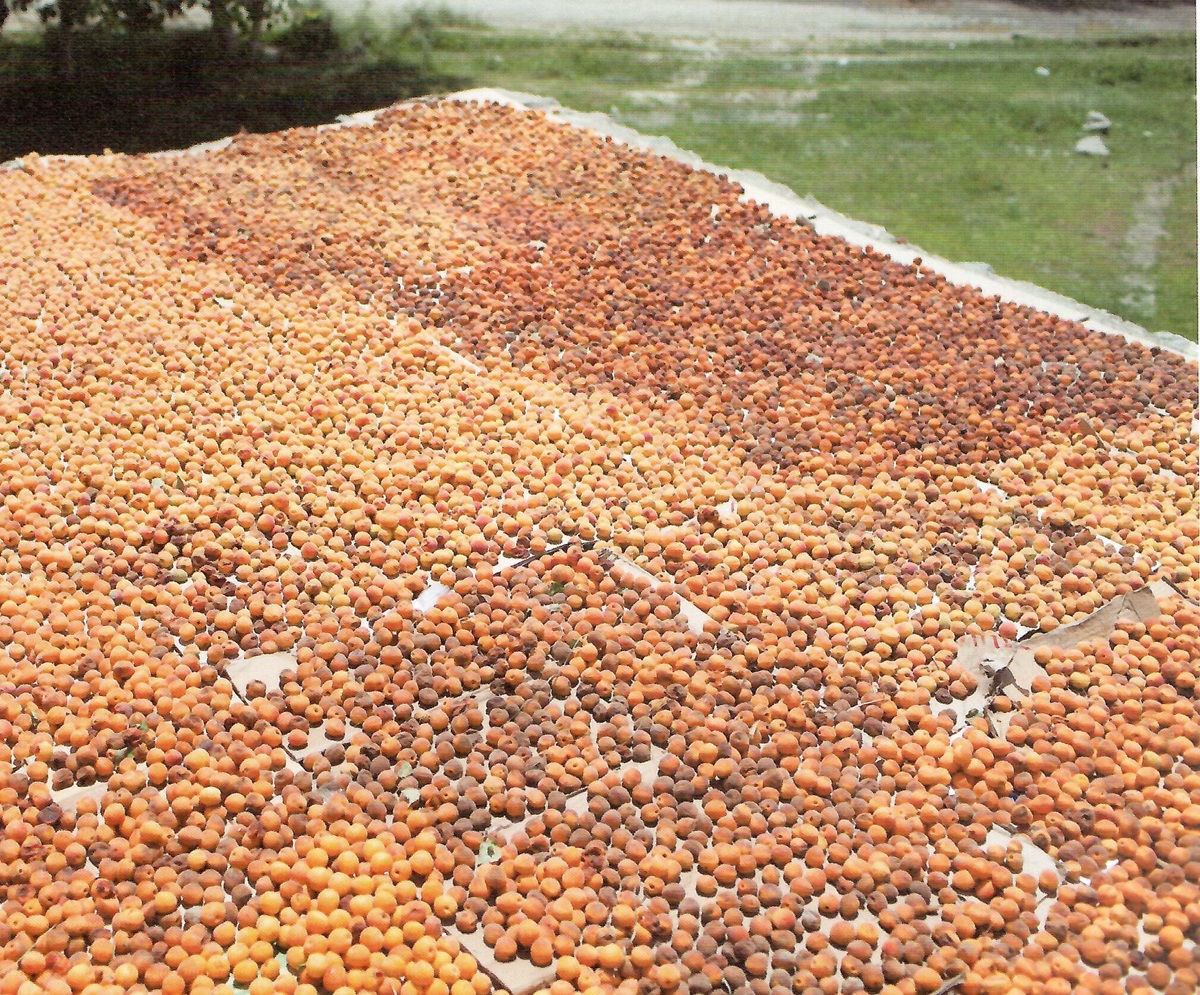 Apricot Soup – A Centuries-Old Hunza Recipe with 3 Simple Ingredients ...